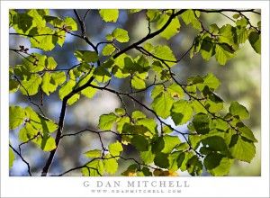 Red Alder Leaves, Autumn | G Dan Mitchell Photography