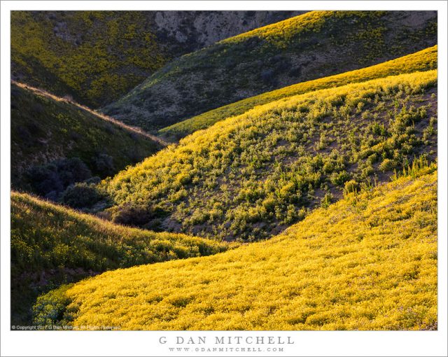 Temblor Range Wildflowers | G Dan Mitchell Photography
