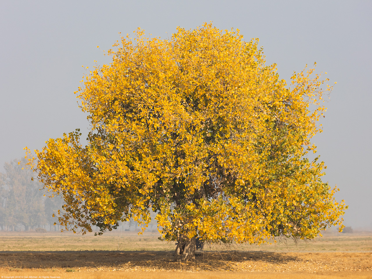 Autumn Tree, In The Light | G Dan Mitchell Photography