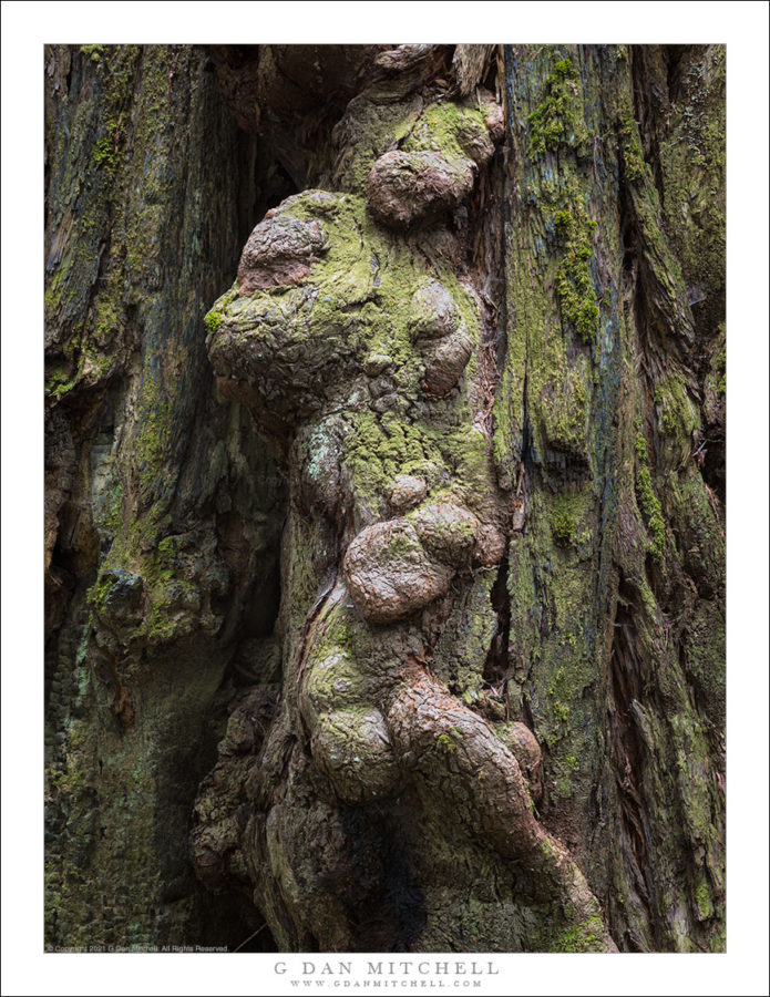 Old Growth Redwood Bark | G Dan Mitchell Photography