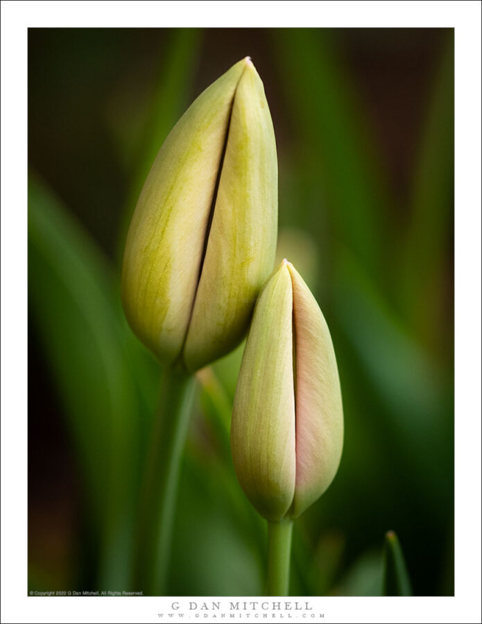 Tulip Buds | G Dan Mitchell Photography