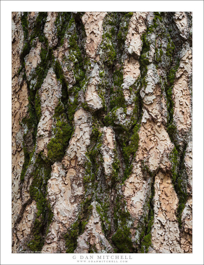 Conifer Bark and Moss | G Dan Mitchell Photography