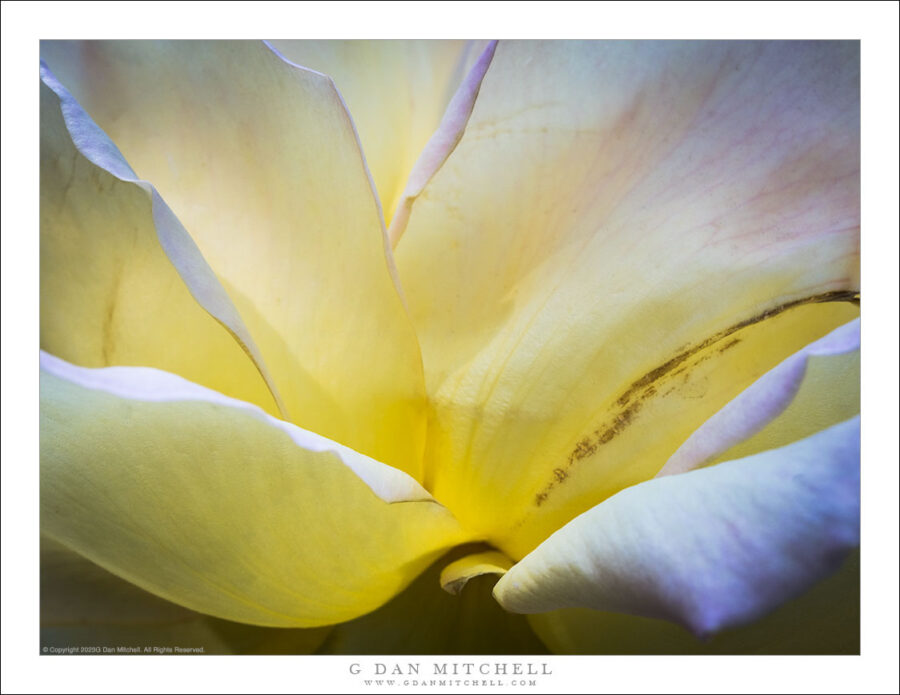 Translucent Bloom | G Dan Mitchell Photography