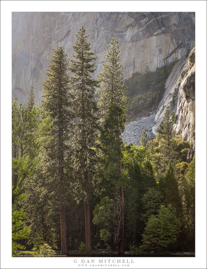 Three Trees | G Dan Mitchell Photography