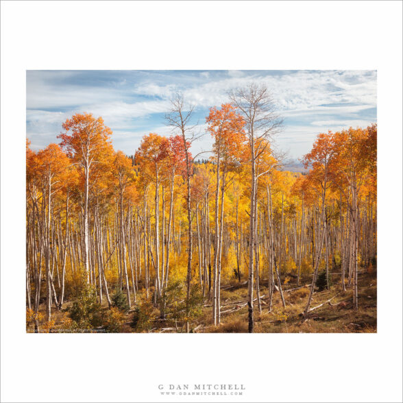 Utah Aspen Grove | G Dan Mitchell Photography