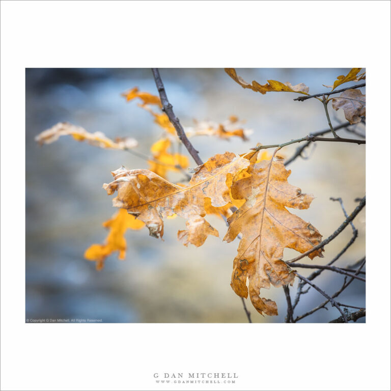 Autumn Black Oak Leaves | G Dan Mitchell Photography
