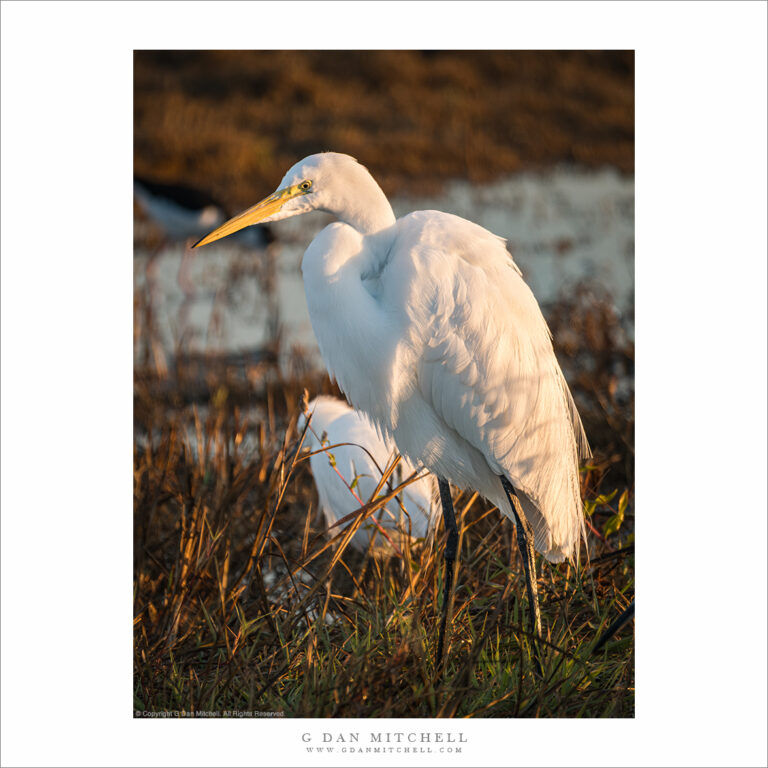 Egret and Chick, Evening | G Dan Mitchell Photography