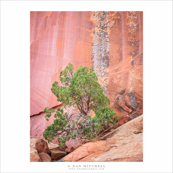 Juniper Tree, Water-Stained Cliff | G Dan Mitchell Photography